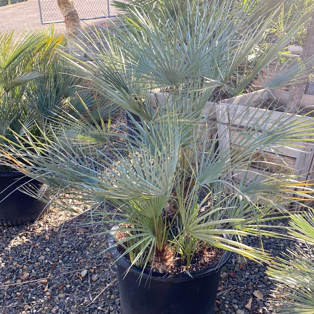 Chamaerops humilis cerifera – The Madd Potter