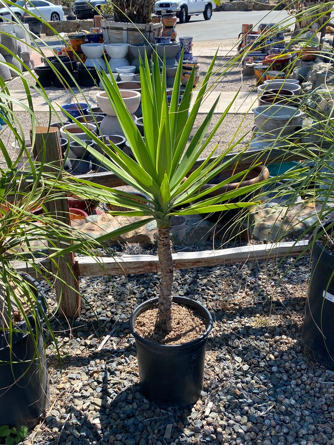 Yucca Gloriosa Yuccas For Landscaping 2025