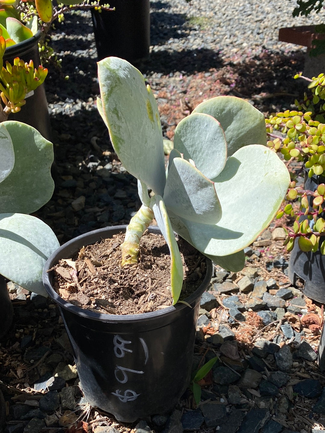 Kalanchoe SP – The Madd Potter
