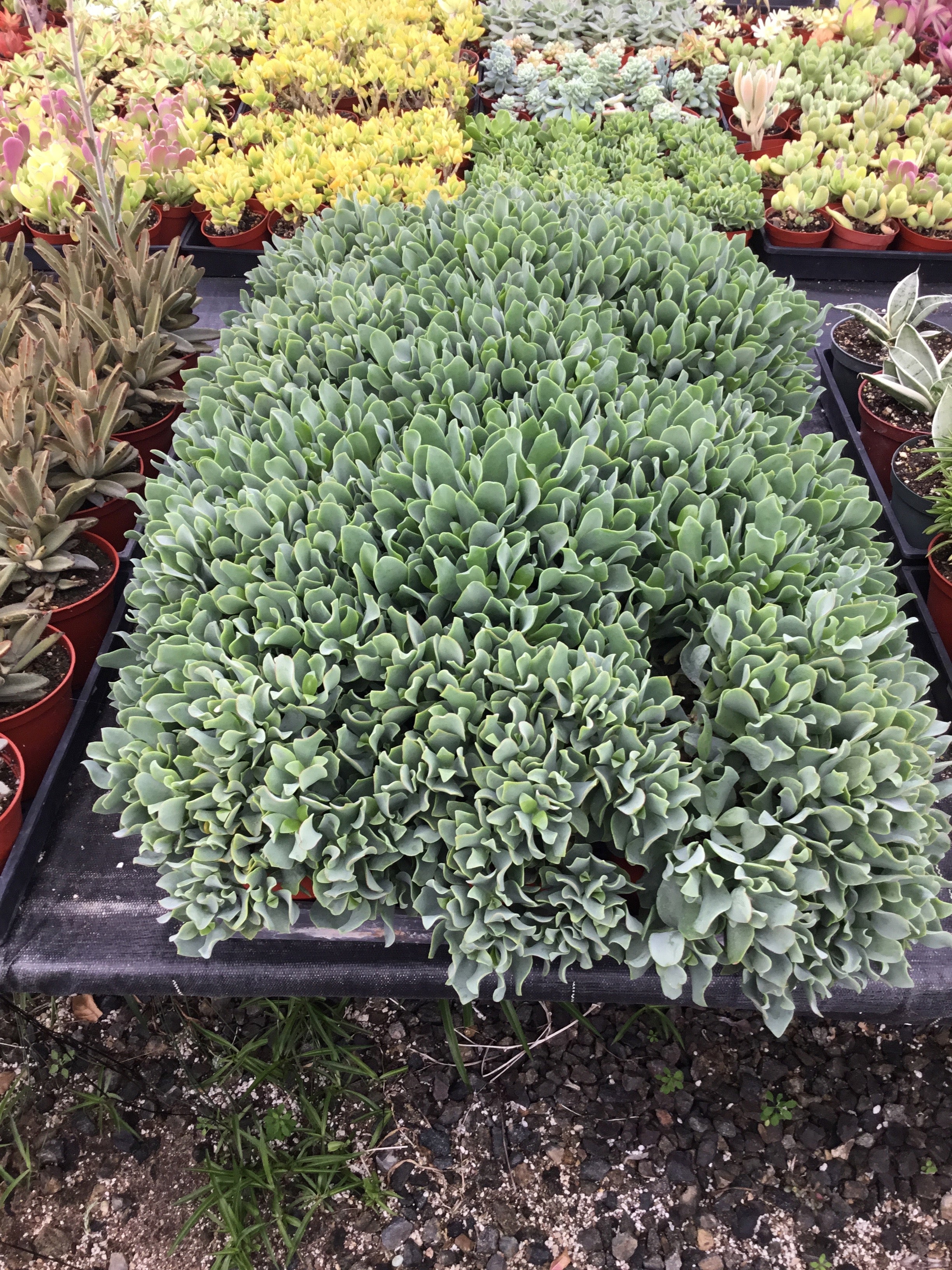 Crassula arborescens ‘Blue Waves’ – The Madd Potter