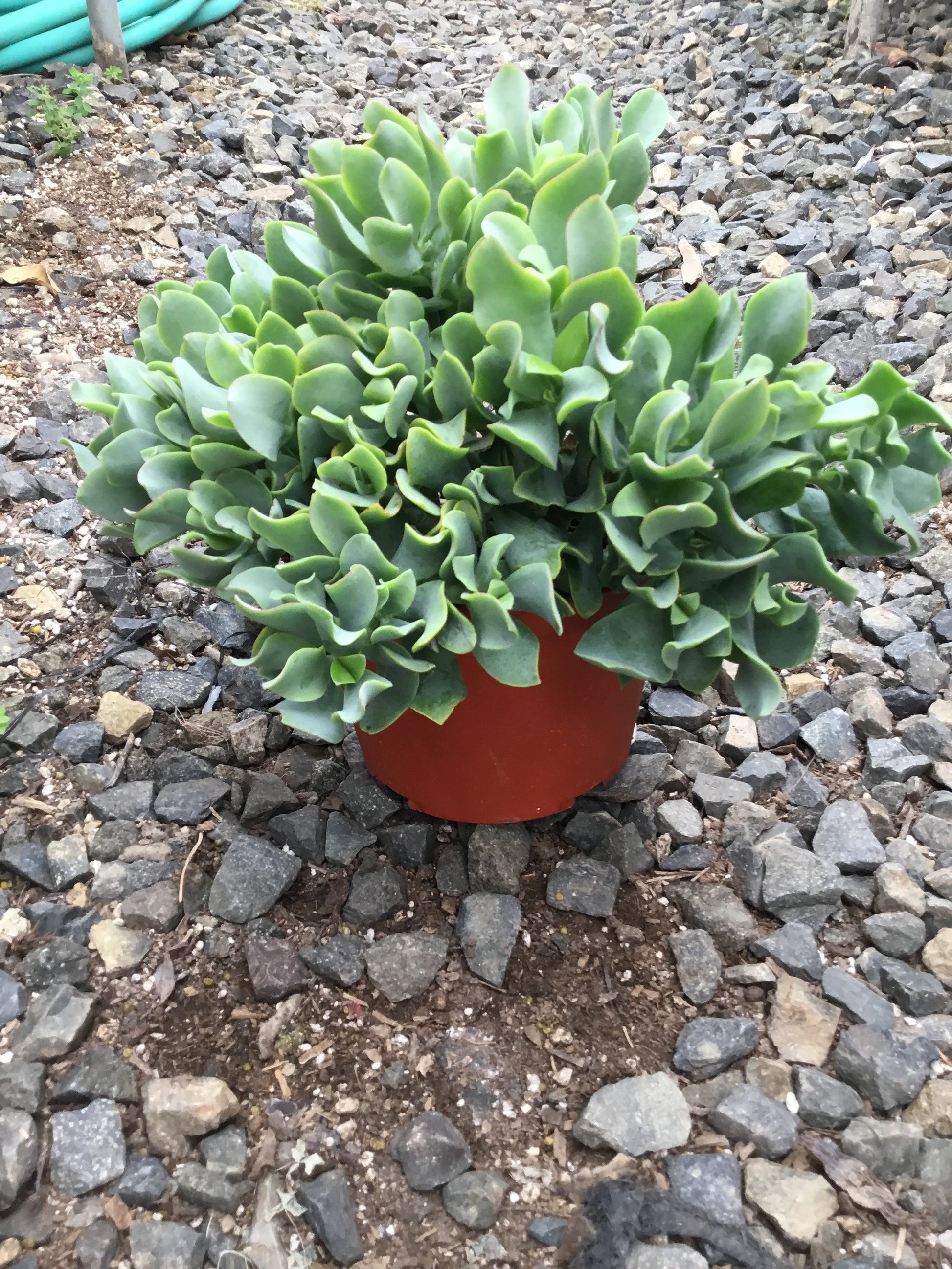 Crassula arborescens ‘Blue Waves’ – The Madd Potter