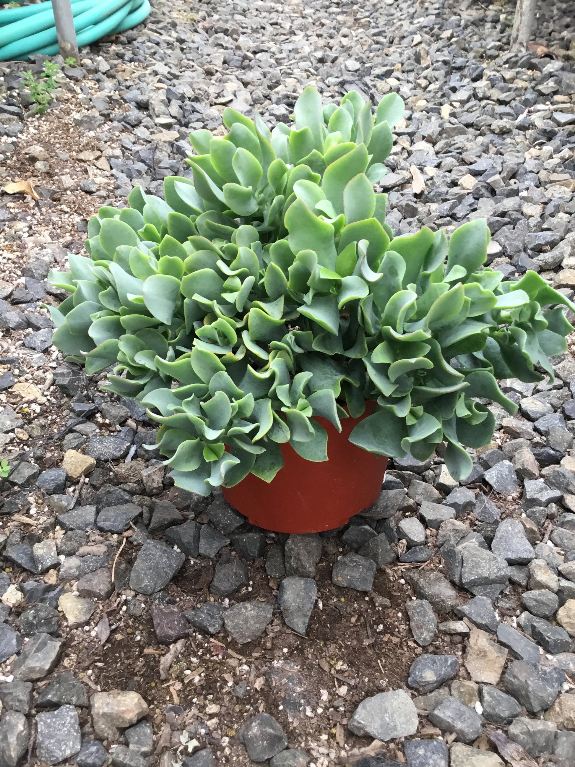 Crassula arborescens ‘Blue Waves’ – The Madd Potter