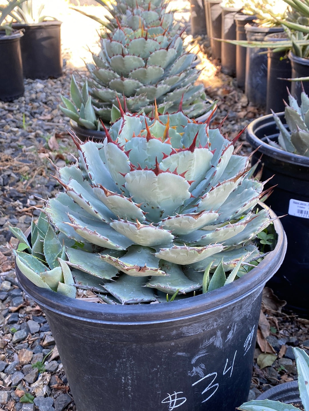 Agave potatorum ‘Butterfly’ – The Madd Potter