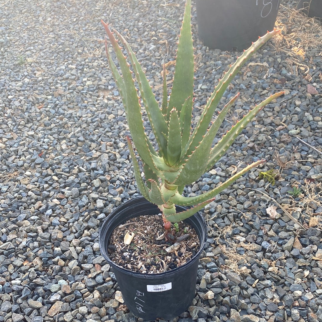 Aloe africana – The Madd Potter