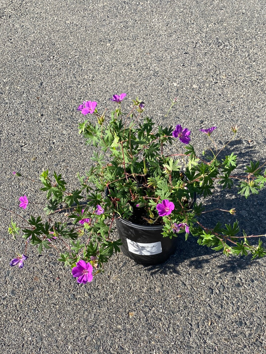 Geranium hybrid ‘Tiny Monster’ – The Madd Potter