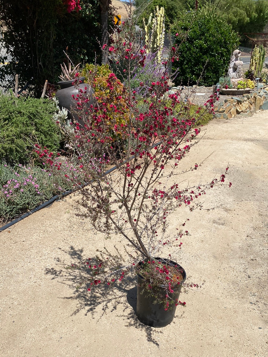 Leptospermum scoparium ‘Ruby Glow’ – The Madd Potter