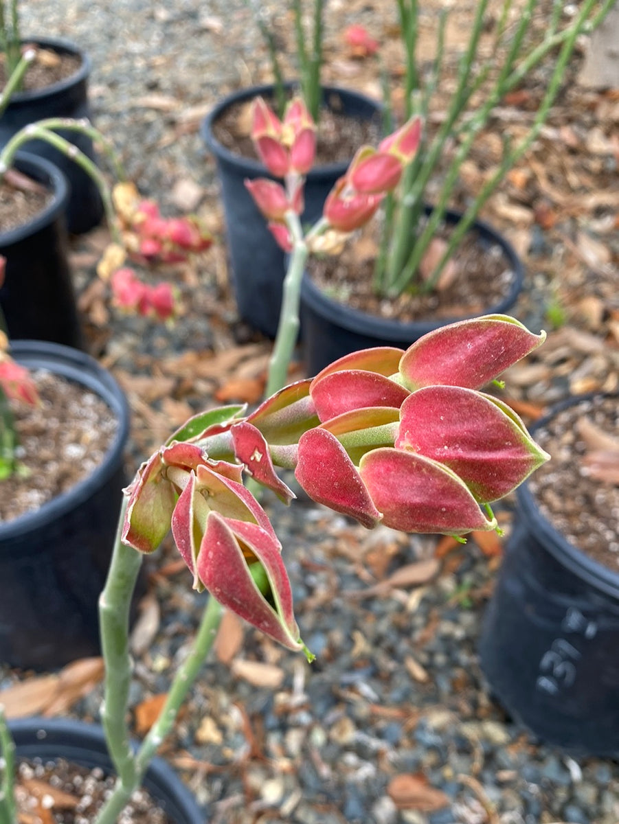Pedilanthus bracteatus – The Madd Potter