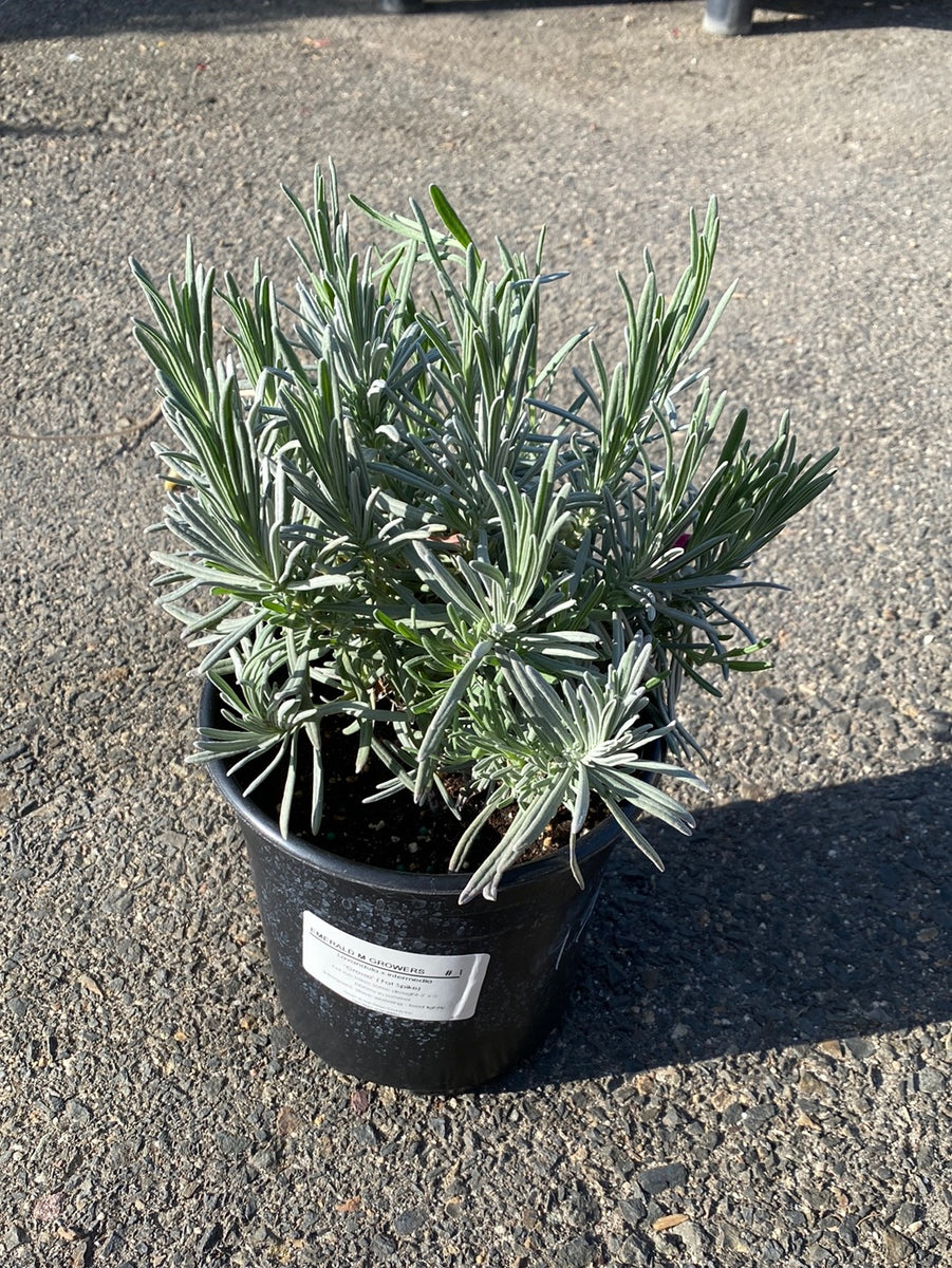 Lavandula x intermedia ‘Silver Edge’ – The Madd Potter
