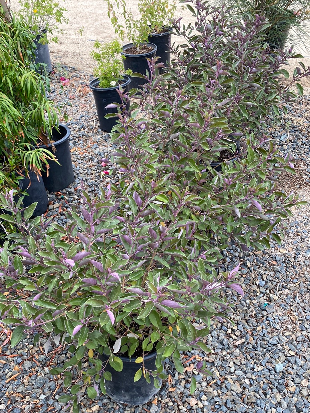 Vitex trifolia ‘Purpurea’ – The Madd Potter