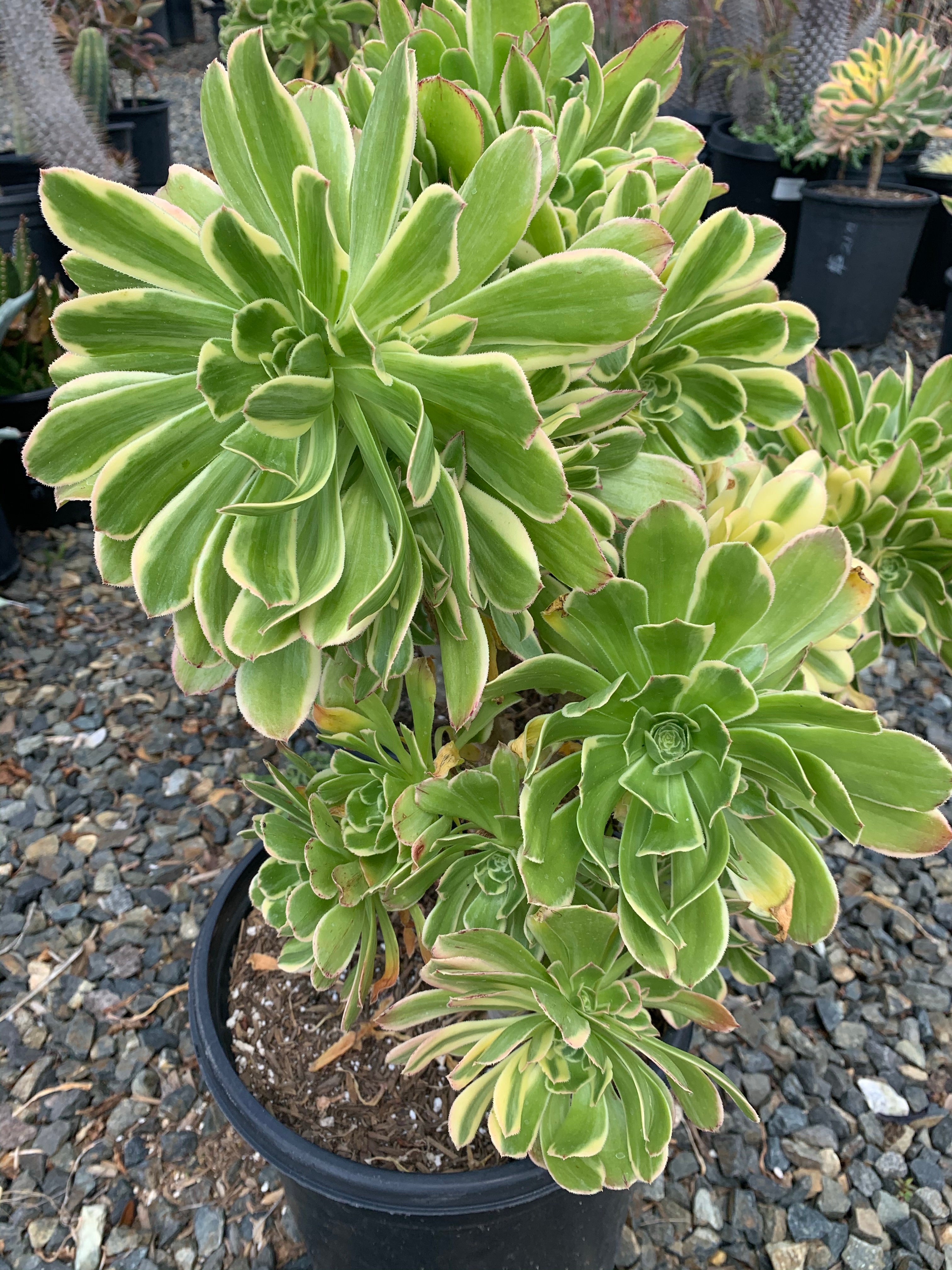 Aeonium
