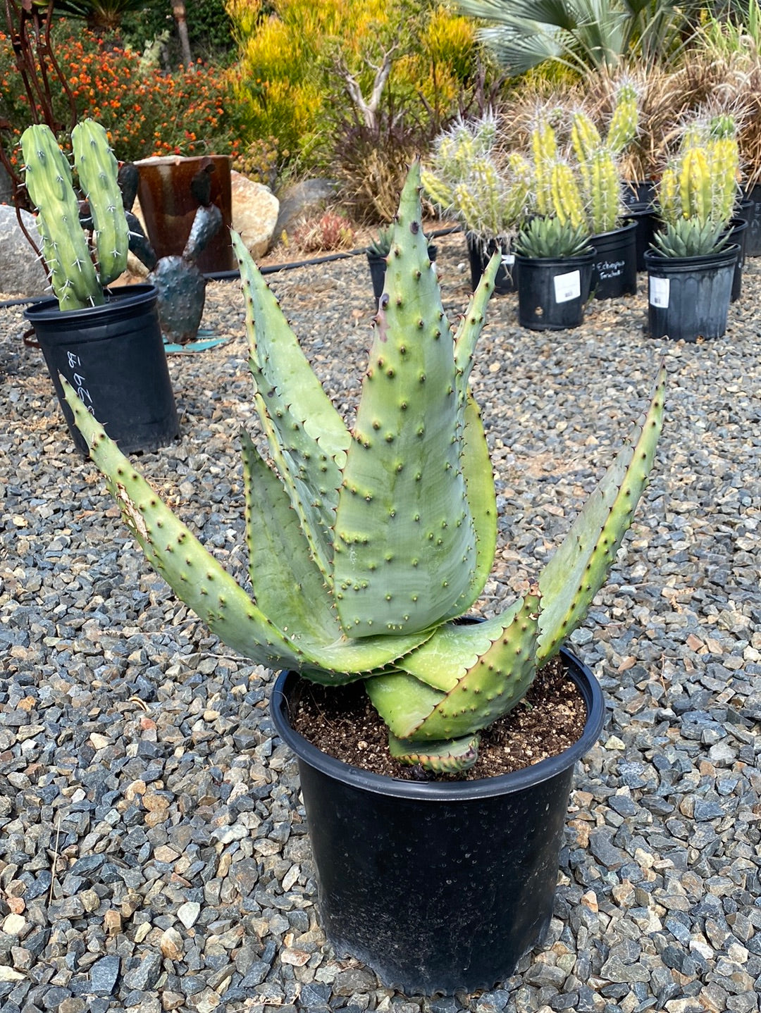 Aloe ferox – The Madd Potter