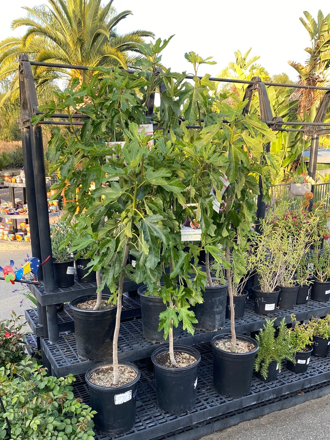 Trees – The Madd Potter