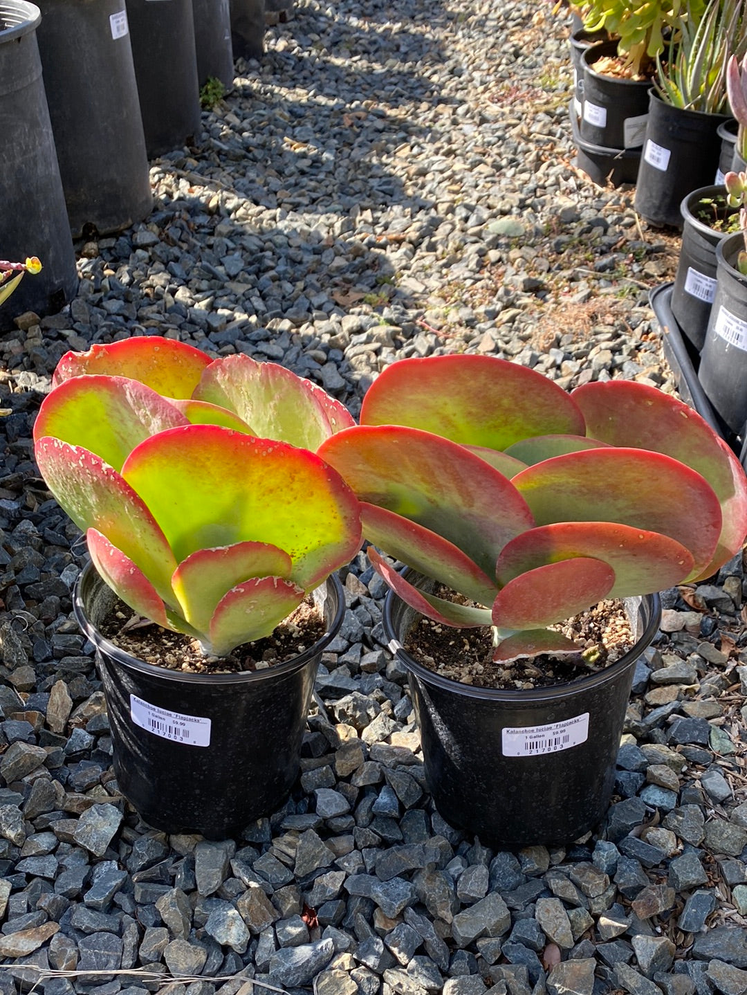 Kalanchoe luciae – The Madd Potter
