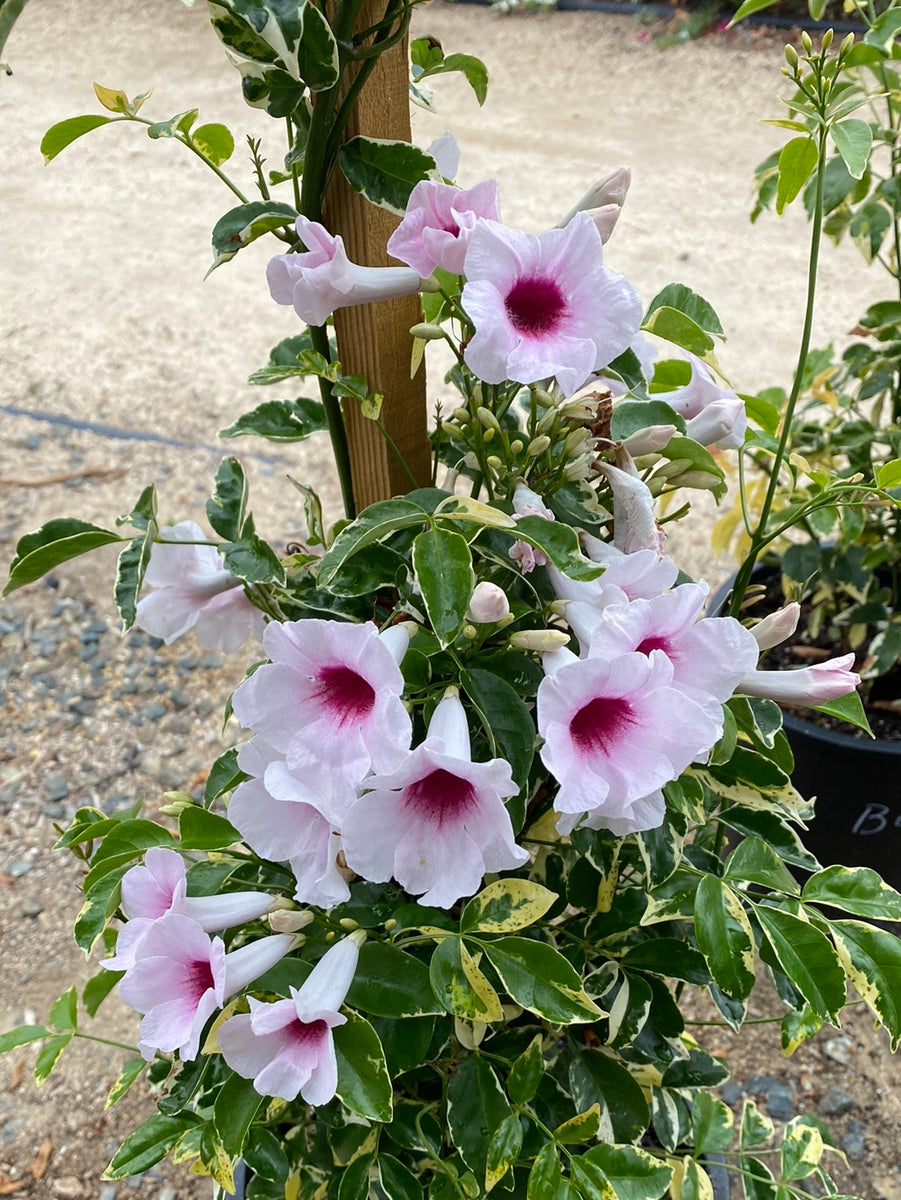 Pandorea jasminoides ‘Variegated’ – The Madd Potter