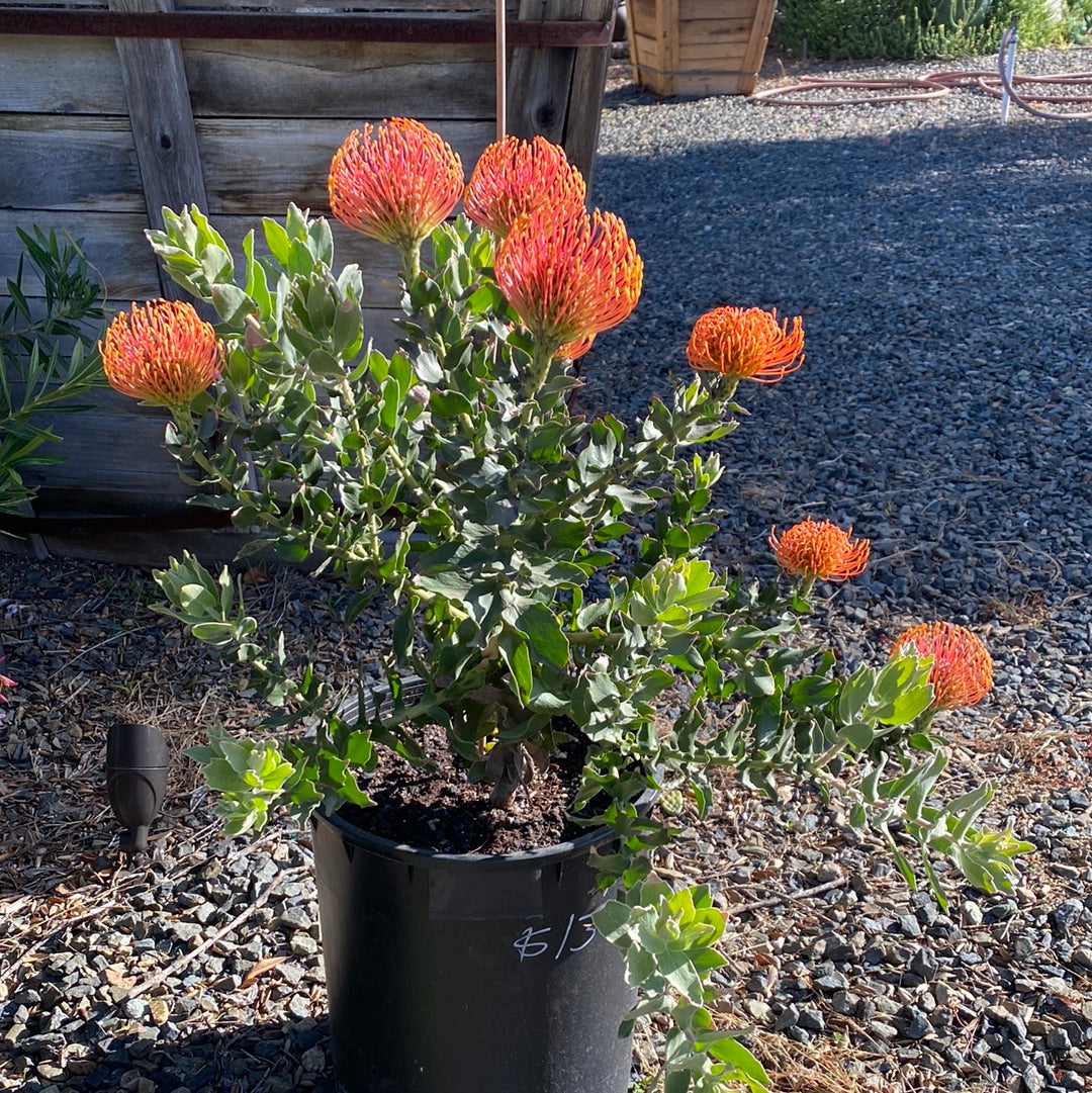 Leucospermum ‘Sunrise’ – The Madd Potter