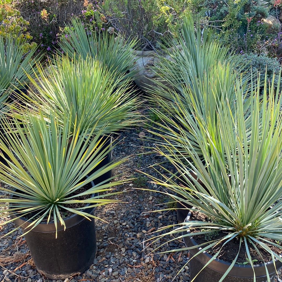Yucca rostrata ‘Sapphire Skies’ – The Madd Potter