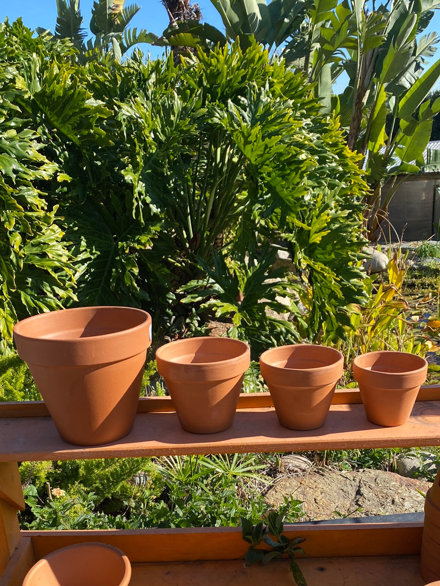 Italian Terracotta Vaso Pot – The Madd Potter
