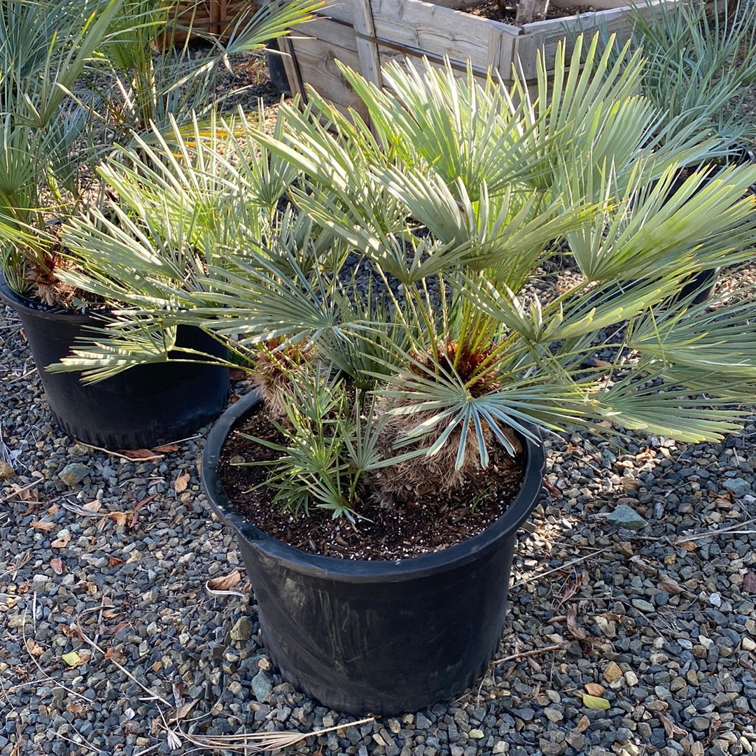 Chamaerops humilis cerifera – The Madd Potter