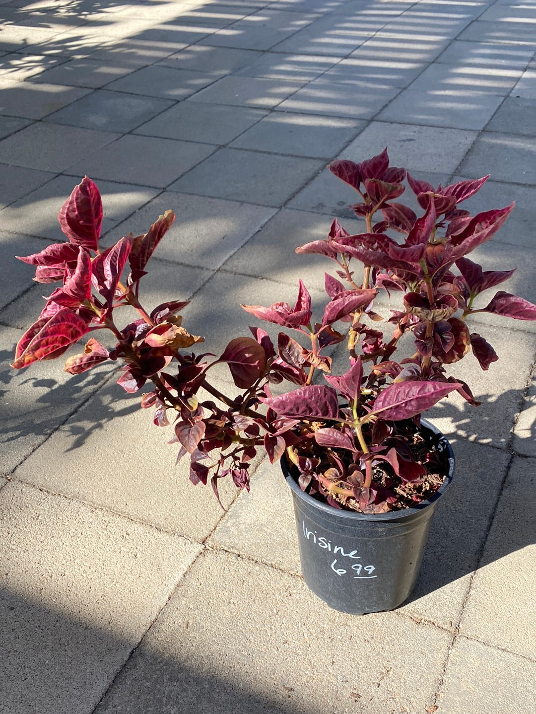 Iresine ‘Bloodleaf’ – The Madd Potter