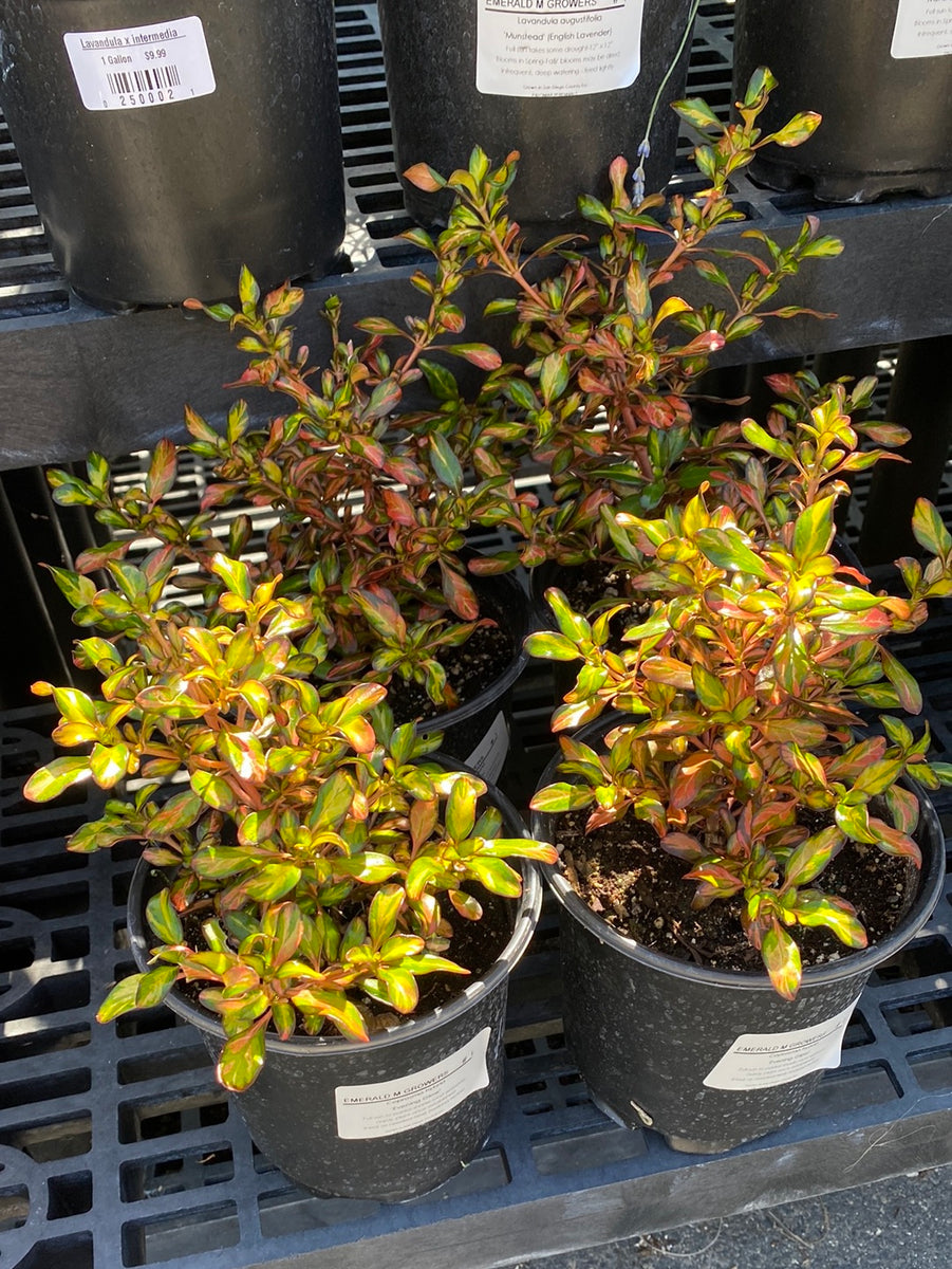Coprosma hybrid ‘Evening Glow’ – The Madd Potter