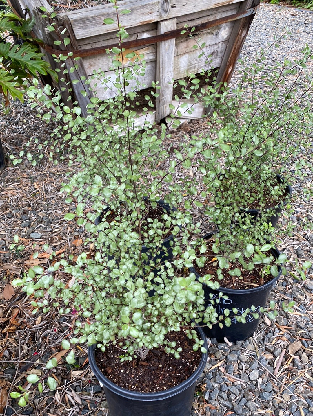 Silver Sheen Pittosporum