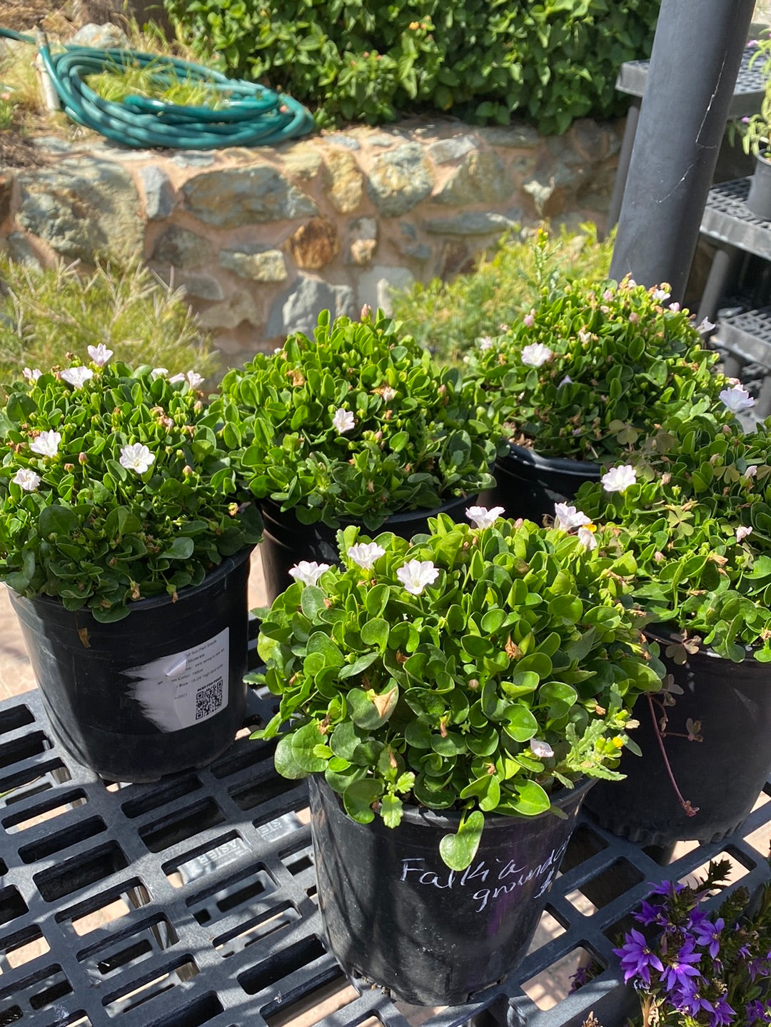 Falkia repens – The Madd Potter