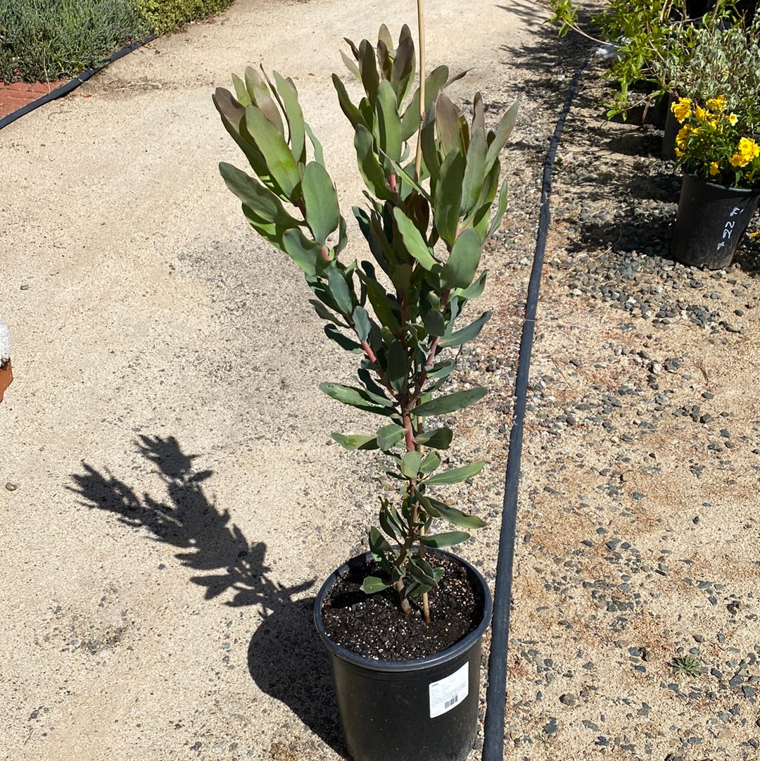 Protea susannae – The Madd Potter