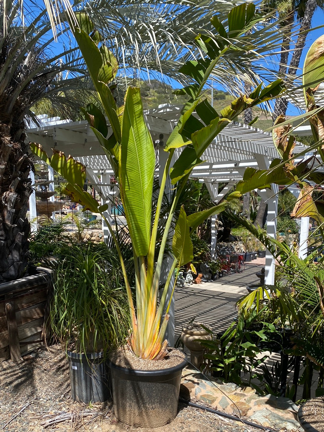 Ravenala Madagascariensis