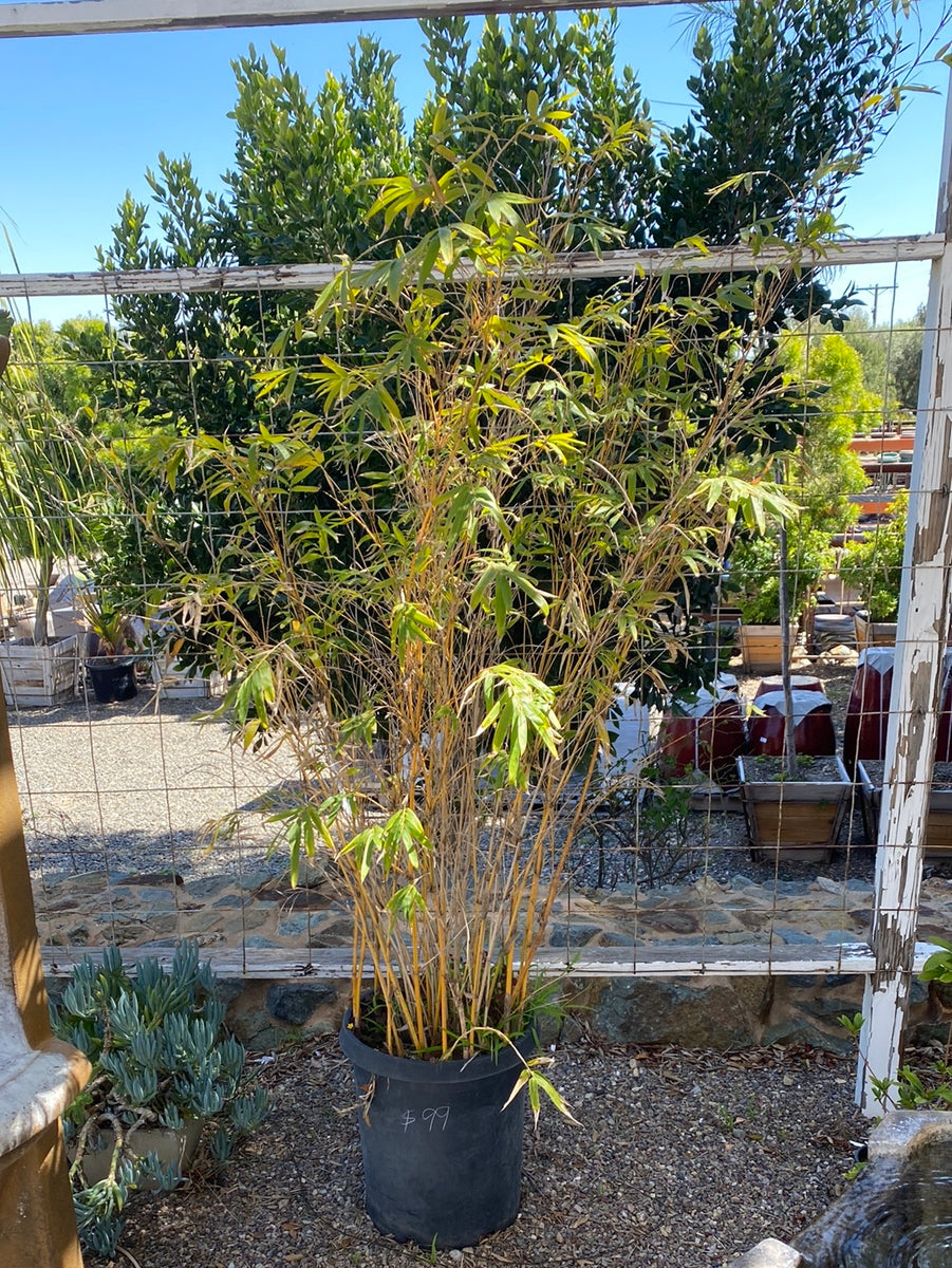 Bambusa multiplex ‘Alphonse Karr’ – The Madd Potter