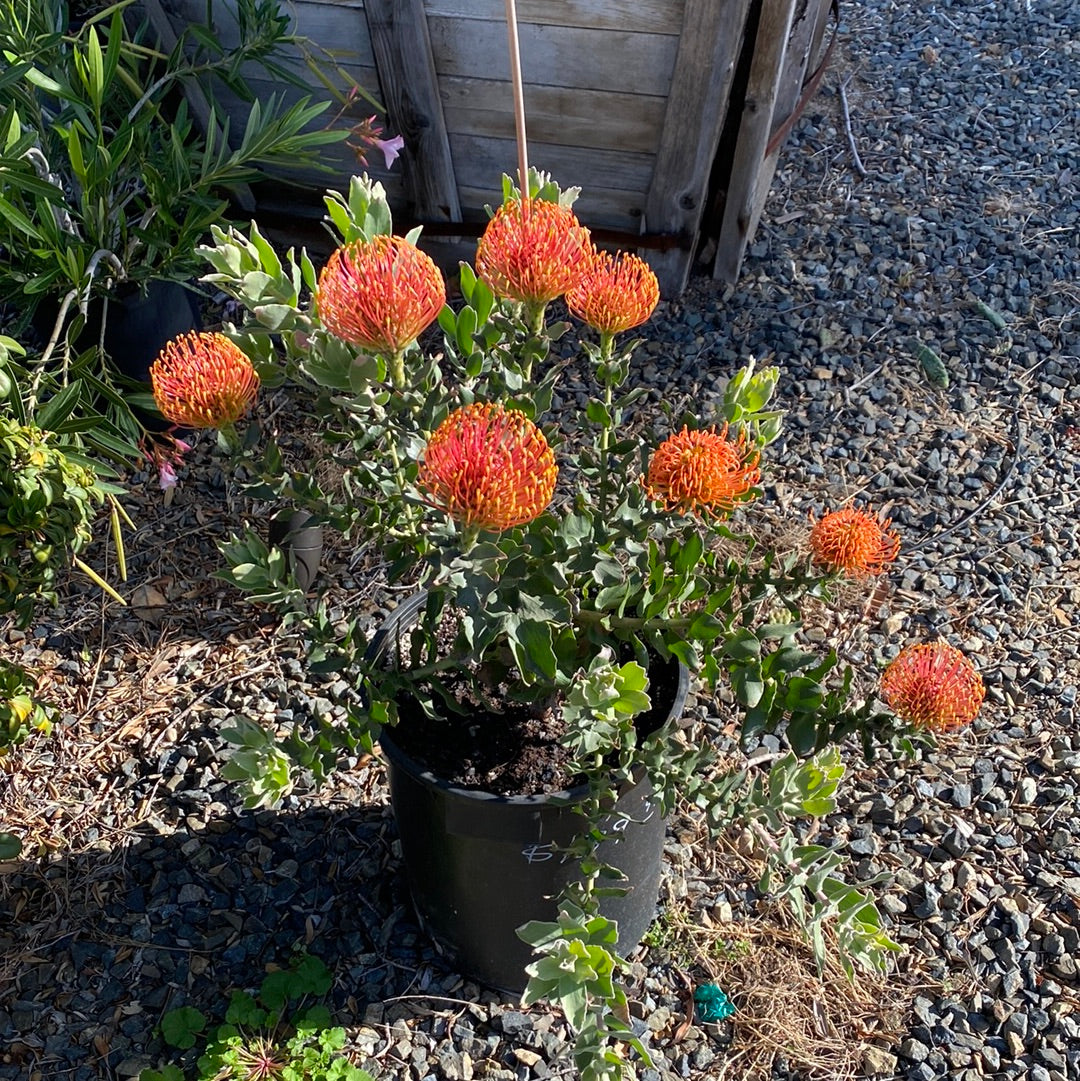 Leucospermum ‘Sunrise’ – The Madd Potter