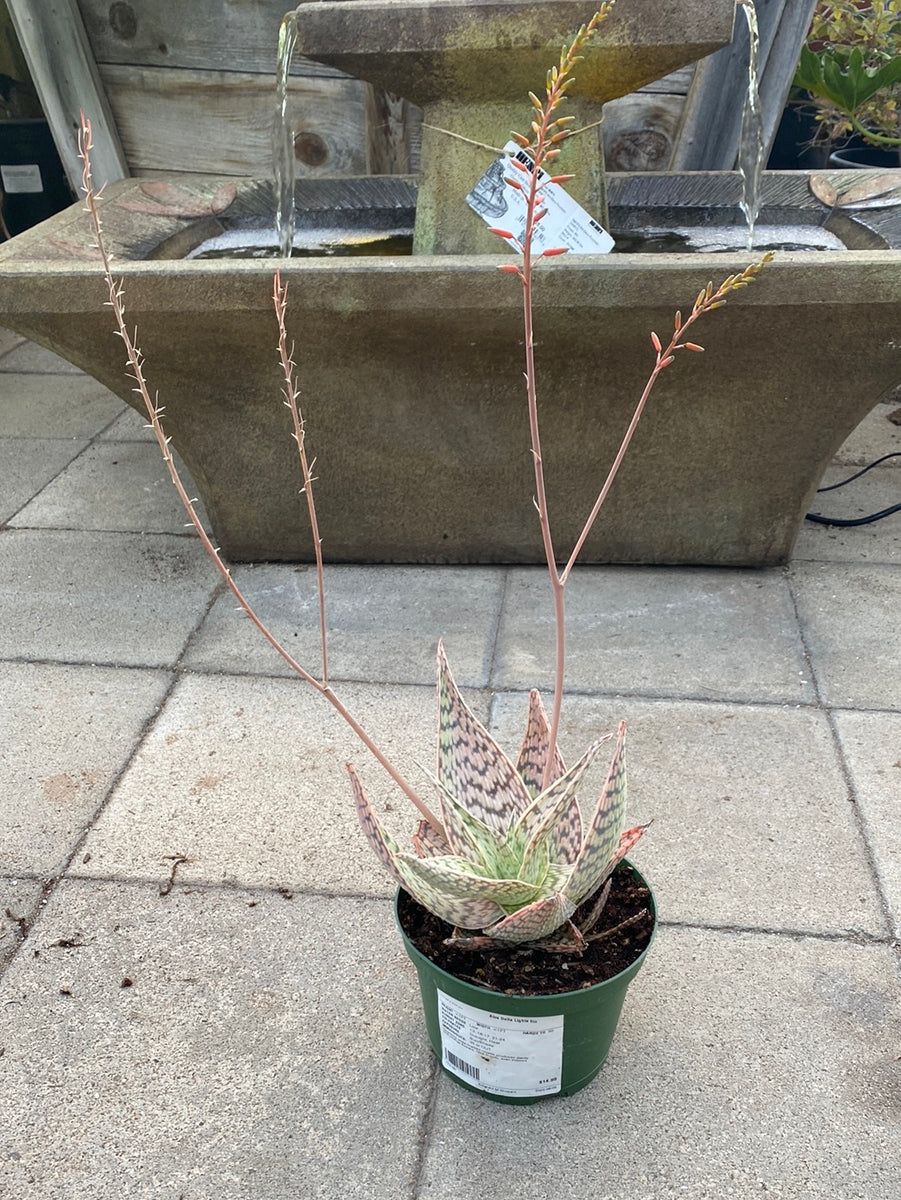 Aloe deltoideodonta ‘Delta Lights’ – The Madd Potter