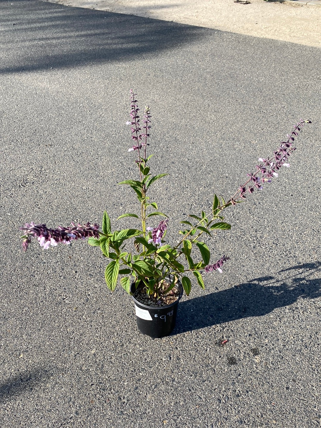 Salvia 'Waverly White' – The Madd Potter