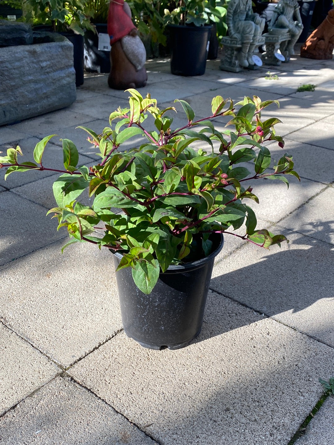 Fuchsia hybrid ‘Voodoo’ – The Madd Potter