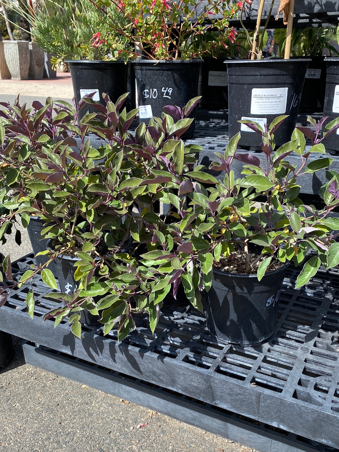 Vitex trifolia ‘Purpurea’ – The Madd Potter