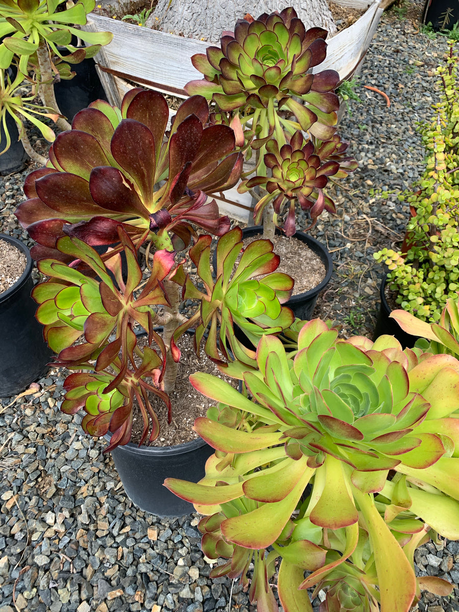 Aeonium Cyclops – The Madd Potter