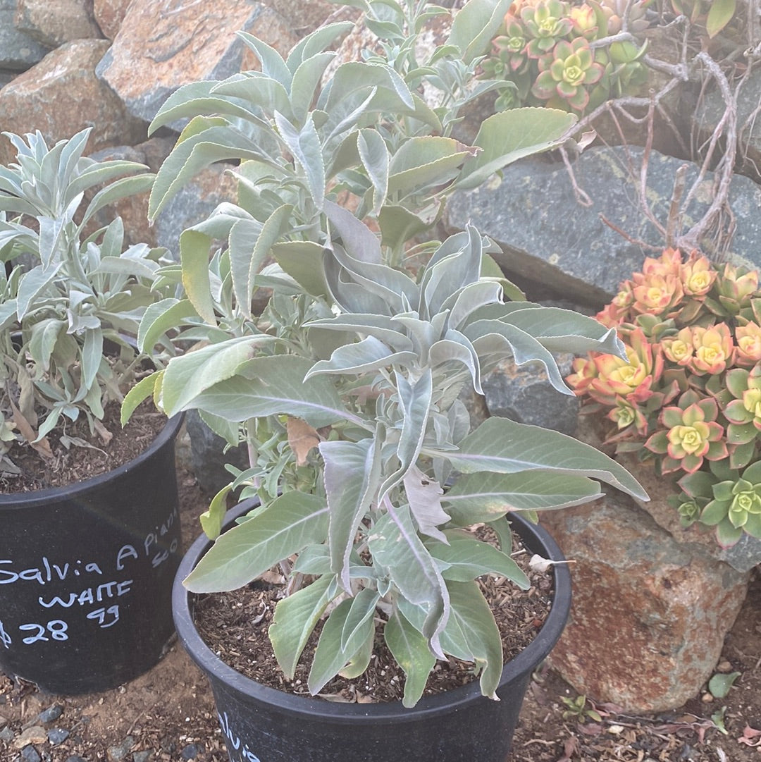 Salvia apiana ‘White Sage’ – The Madd Potter