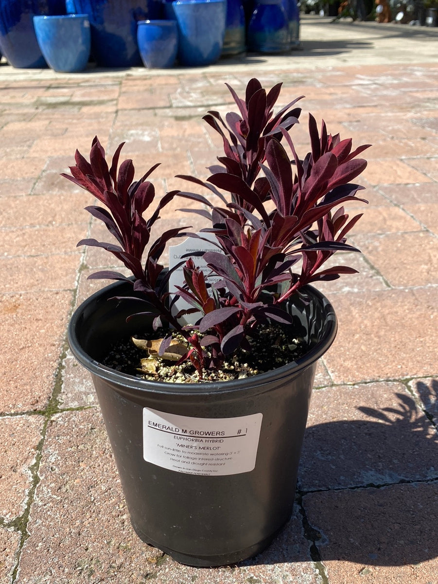 Euphorbia hybrid ‘Miners Merlot’ – The Madd Potter